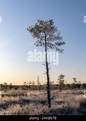 bog landscape with bog pine details on bog background, cold autumn ...