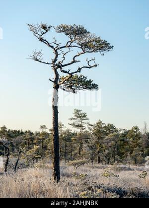 bog landscape with bog pine details on bog background, cold autumn ...