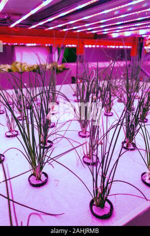Chives in aquaponics system, fish aquaculture with hydroponics ...