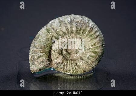 Ammonite is a fossil of a squid, photographed in close-up in the studio ...