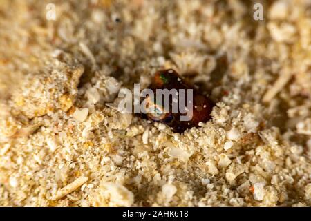Bobtail squid (order Sepiolida) are a group of cephalopods closely ...