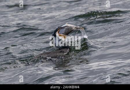Cormorant catching trout (Phalacrocorax carbo Stock Photo - Alamy
