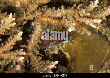 The bearded cusk eel, Brotula multibarbata, is in the order ...