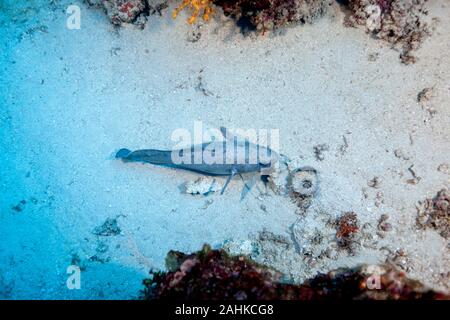 The bearded cusk eel, Brotula multibarbata, is in the order ...