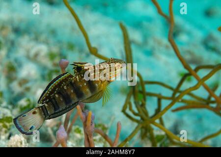 Sleeper banded goby (Amblygobius phalaena) is a marine fish native to ...