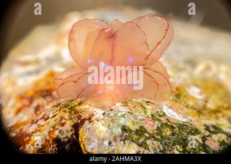 Butterfly cyerce nudibranch, Elegant Sapsucking Slug, Cyerce elegans is ...