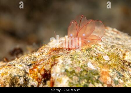 Butterfly cyerce nudibranch, Elegant Sapsucking Slug, Cyerce elegans is ...