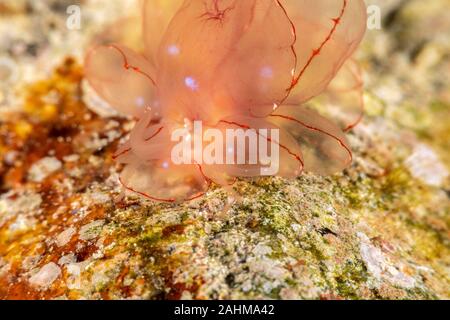 Butterfly cyerce nudibranch, Elegant Sapsucking Slug, Cyerce elegans is ...