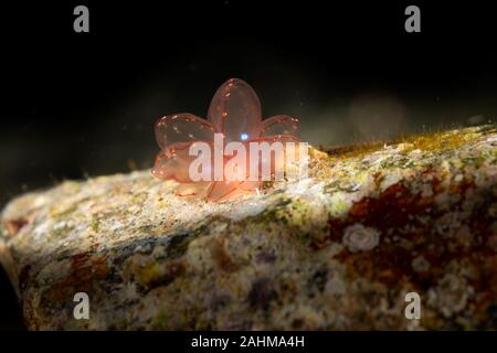 Butterfly cyerce nudibranch, Elegant Sapsucking Slug, Cyerce elegans is ...