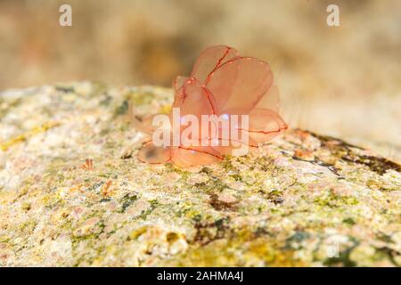 Butterfly cyerce nudibranch, Elegant Sapsucking Slug, Cyerce elegans is ...