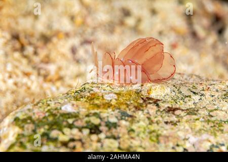 Butterfly cyerce nudibranch, Elegant Sapsucking Slug, Cyerce elegans is ...