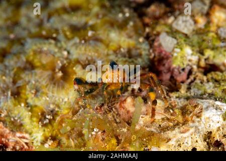 Conical crab, Xenocarcinus conicus, is a species of True Crab in the ...