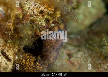 The Mediterranean moray, sometimes also called Roman eel, Muraena ...