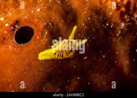 yellow umbrella slug, yellow tylodina, is a species of sea snail ...