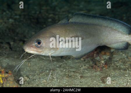 Forkbeard, Phycis phycis,is a species of phycid hakes Stock Photo - Alamy