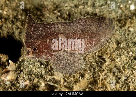 Spiny Waspfish, Indian Ocean Waspish - Ablabys macracanthus Stock Photo ...