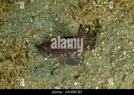 Spiny Waspfish, Indian Ocean Waspish - Ablabys macracanthus Stock Photo ...