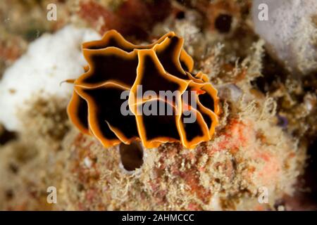 Reticulidia halgerda is a species of sea slug Stock Photo - Alamy