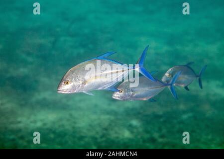 Bluefin trevally, Caranx melampygus, also known as the bluefin jack ...