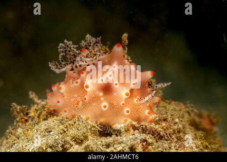 Halgerda batangas is a species of sea slug Stock Photo - Alamy