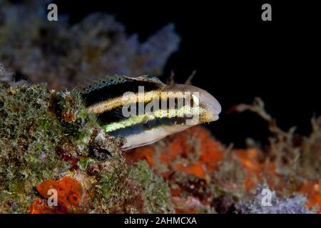 A yellow and black reef blenny in Roatan Hondurac in the Caribbean ...