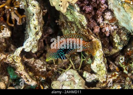 Diamond wrasse, Macropharyngodon bipartitus Stock Photo - Alamy
