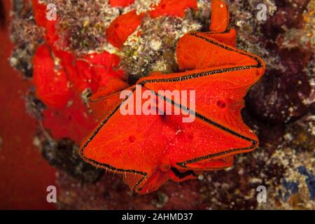 cockscomb Oyster Lopha cristagalli Stock Photo - Alamy