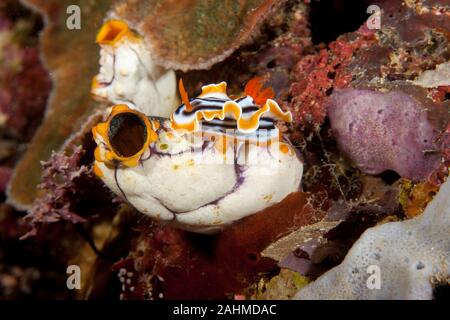 Chromodoris quadricolor is a species of very colourful sea slug, a ...
