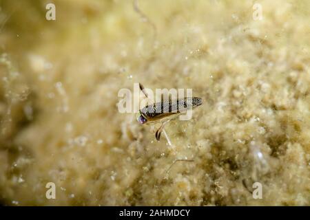 Notonectidae is a cosmopolitan family of aquatic insects in the order ...