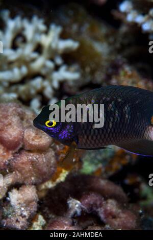 Scribbled angelfish (Chaetodontoplus duboulayi) is a marine fish native ...