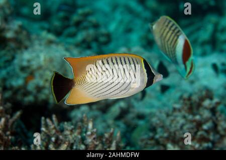 Colorful exotic Chevron butterflyfish with stripes and white spots with ...