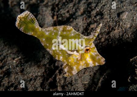 Seagrass Filefish green coloring - Acreichthys tomentosus Stock Photo ...