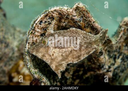 Seagrass Filefish gray coloring - Acreichthys tomentosus Stock Photo ...