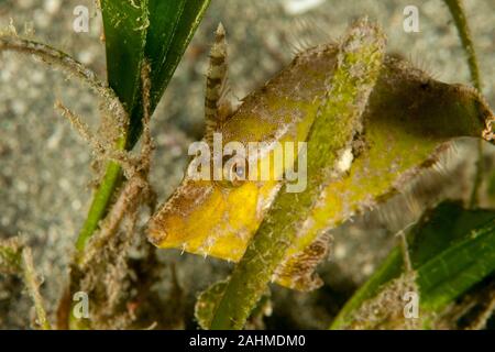 Seagrass Filefish green coloring - Acreichthys tomentosus Stock Photo ...