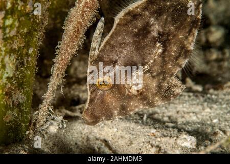 Seagrass Filefish gray coloring - Acreichthys tomentosus Stock Photo ...