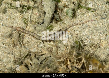 Corythoichthys is a genus of pipefishes of the family Syngnathidae ...