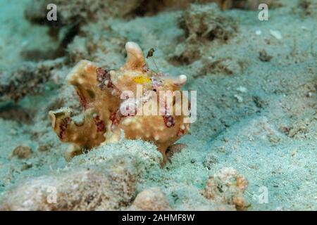 Frogfishes are any member of the anglerfish family Antennariidae, of ...