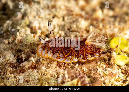 Marine gastropod mollusk with gills and tentacles on mantle swimming ...