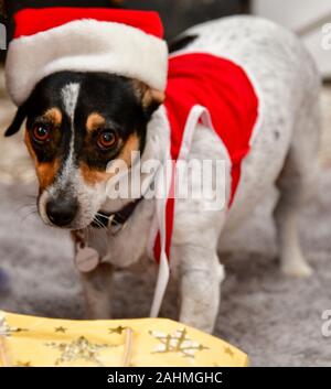 Portrait of santa claus and dog jack russell terrier in rudolf reindeer ...