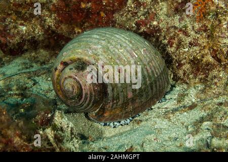 Large sea snail (Tonna galea or giant tun) on rock and human leg near ...