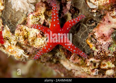 Fromia ghardaqana, common name Ghardaqa sea star, is a species of ...