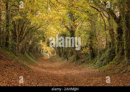 Tree Tunnel Halnaker Stock Photo - Alamy