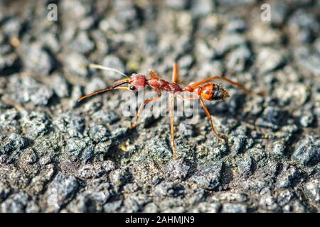 australian red bull ant Stock Photo: 337899923 - Alamy