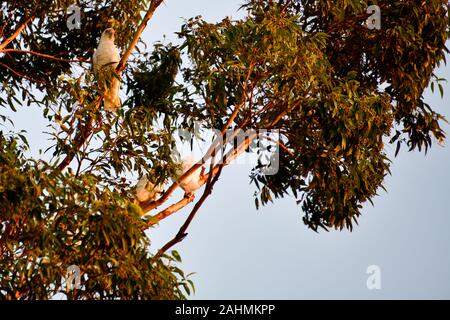 Australia, Victoria. A long-billed Corella, native to Australia ...
