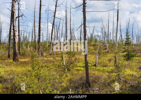 Dead Forest, killed by the Norilsk Nickel Plant. South east of Norilsk ...