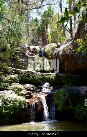 green jungle madagascar rainforest rain forest canoe tree trees plant ...