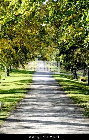 Path in a park is surrounded by green plants and trees. The path is ...