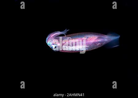 Neon flying squid, sometimes called the red flying squid, akaika, and ...