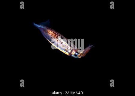 Neon flying squid, sometimes called the red flying squid, akaika, and ...