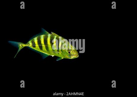 Golden trevally (Gnathanodon speciosus), also known as the golden ...
